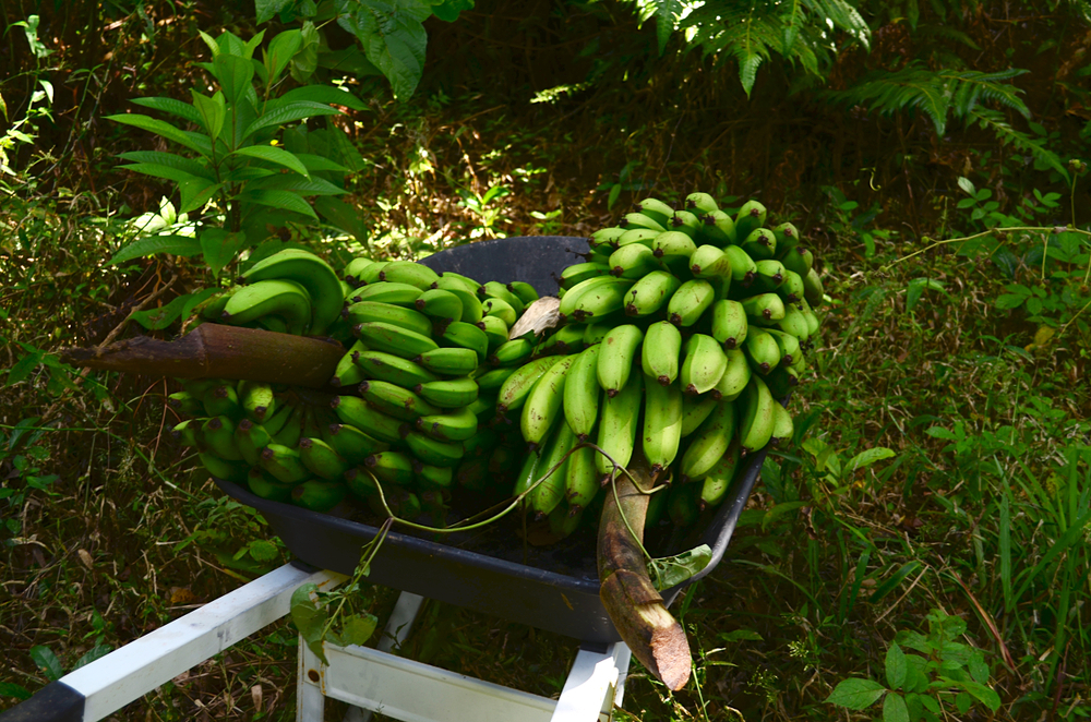Exotic African Farm | Cattle Rearing, Livestock, Cocoa Crops & Butcher ...