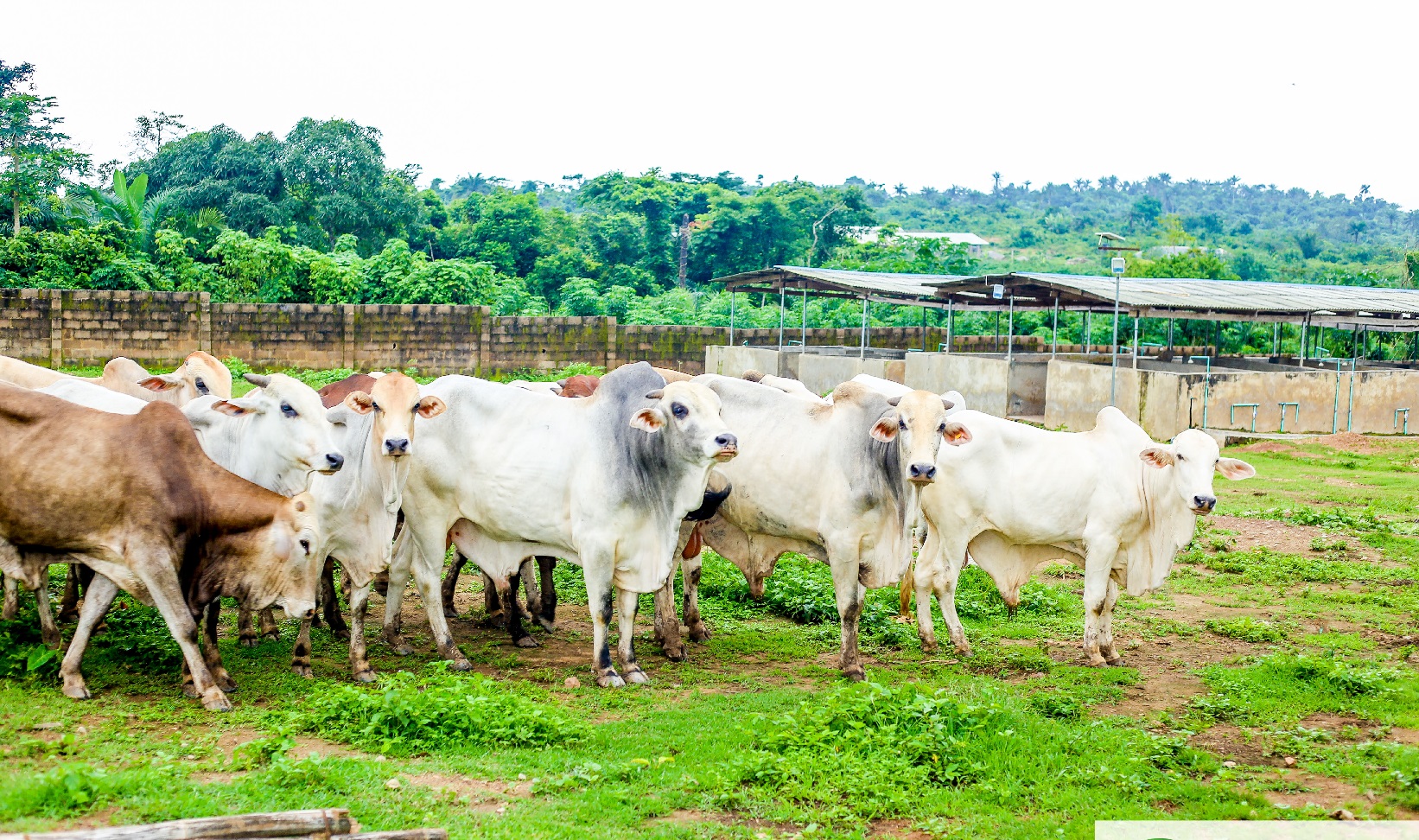 Exotic African Farm | Cattle Rearing, Livestock, Cocoa Crops & Butcher ...
